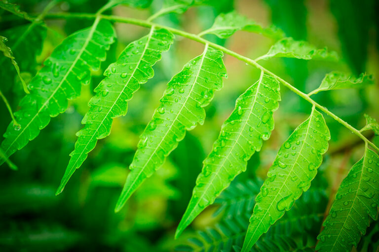 Nim e inmunidad natural - Revista Integral