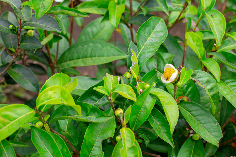 Los colores del té - Oolong, el té azul - Revista Integral