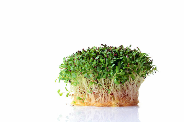 Brotes germinados - Revista Integral